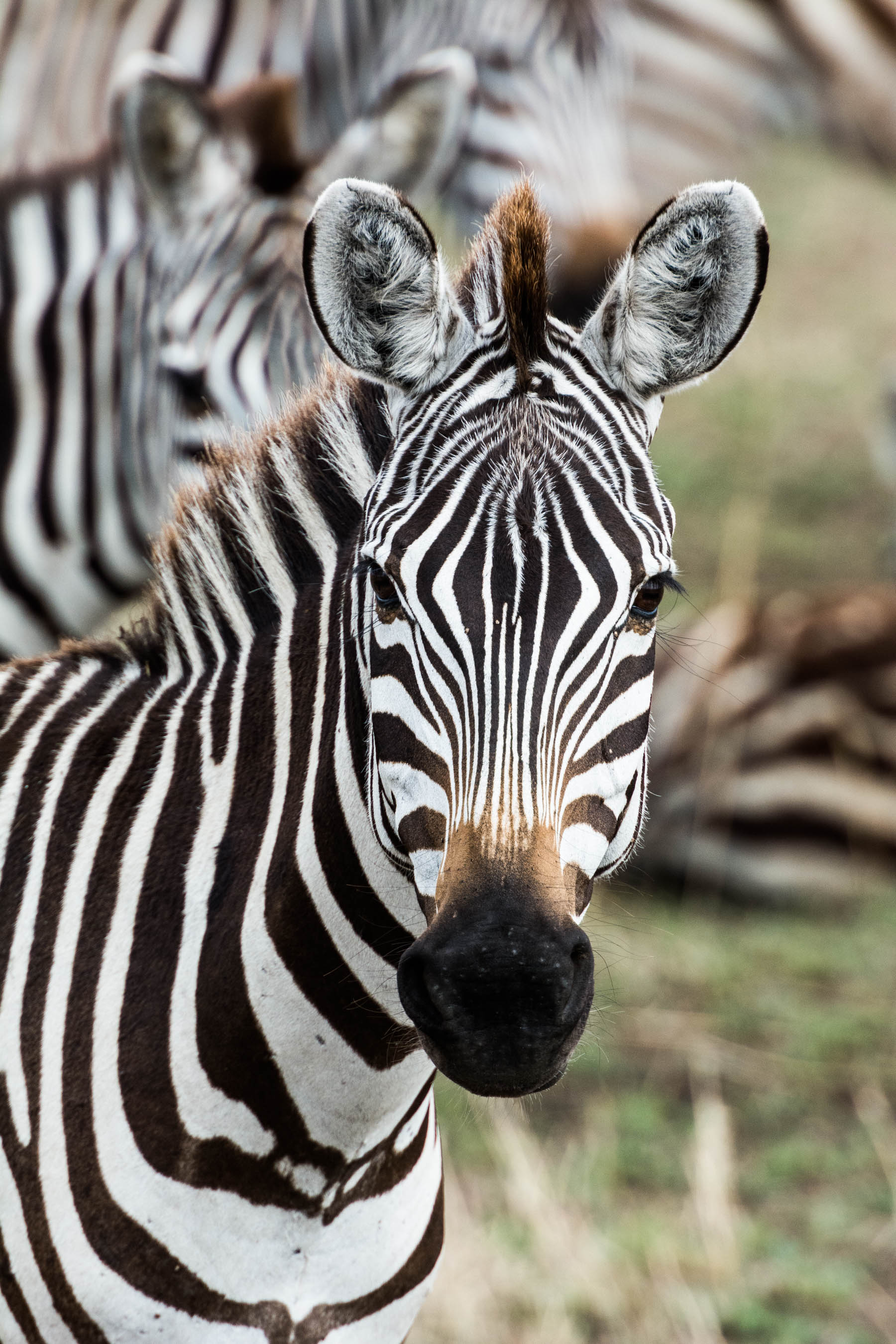 Beeldverslag: Kilimanjaro & Safari in Tanzania - Blog - Ronne Vinkx