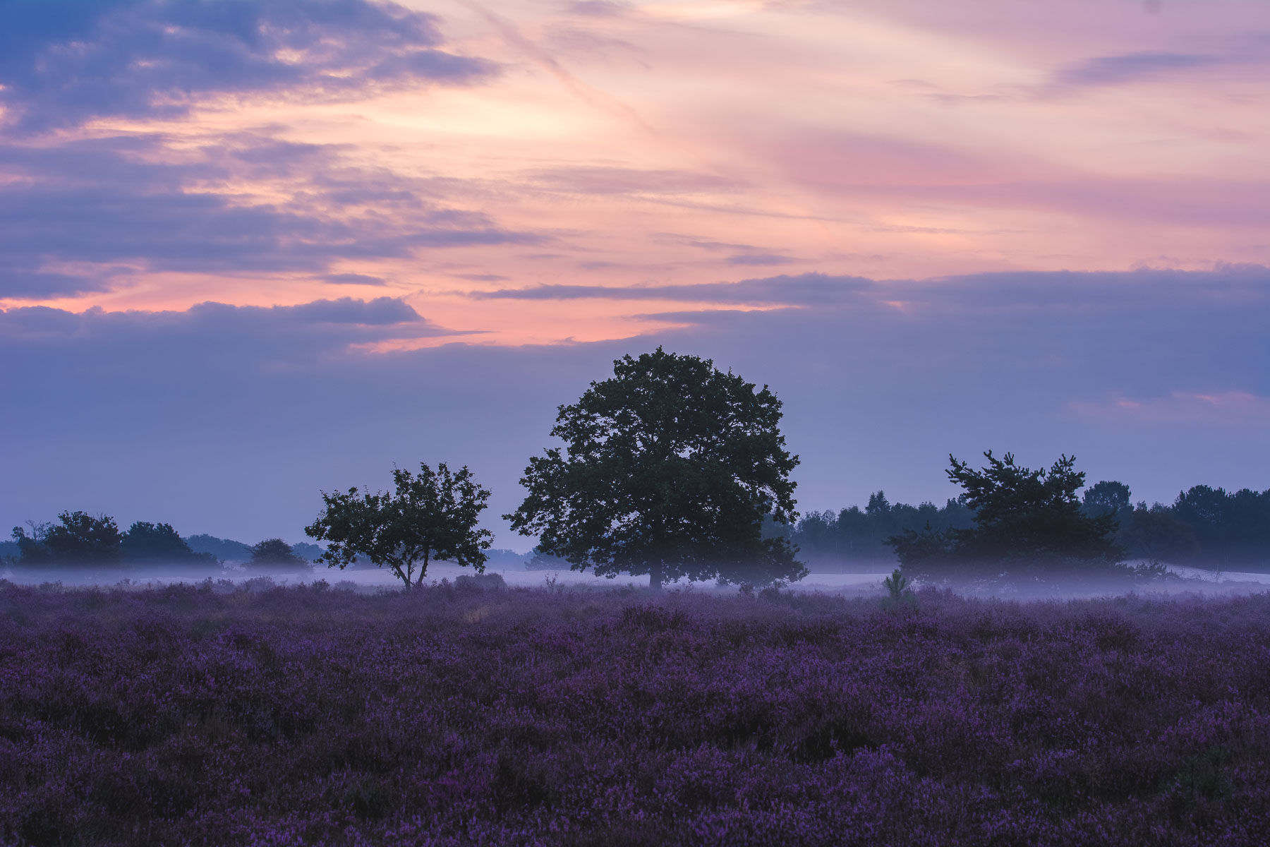 Duinen met heide in bloei - Foto - Ronne Vinkx