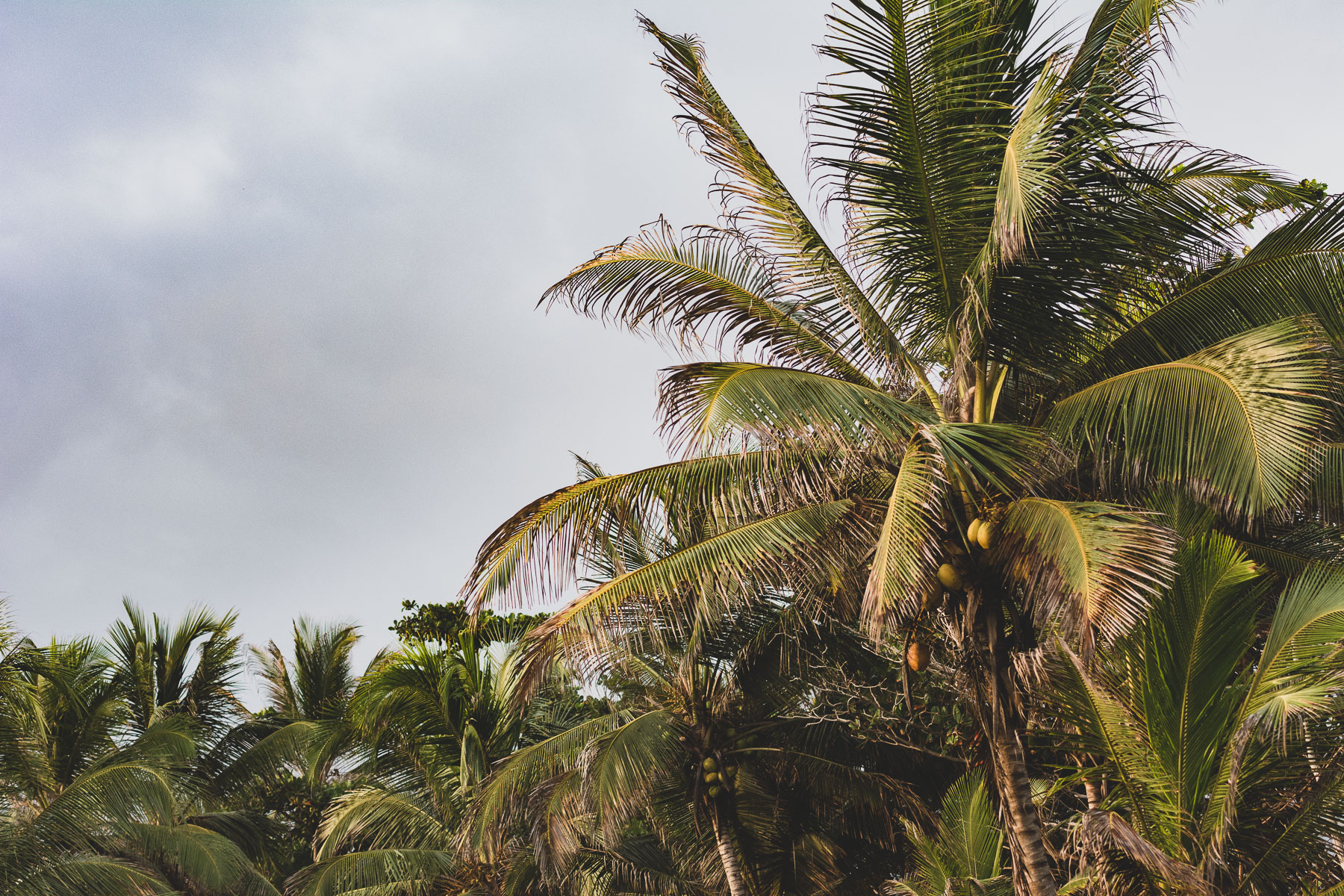Palmbomen op het strand - Foto - Ronne Vinkx