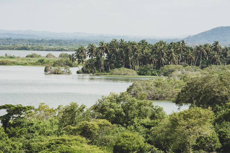 Palmbomen bij Ciénaga del Totumo - Foto - Ronne Vinkx