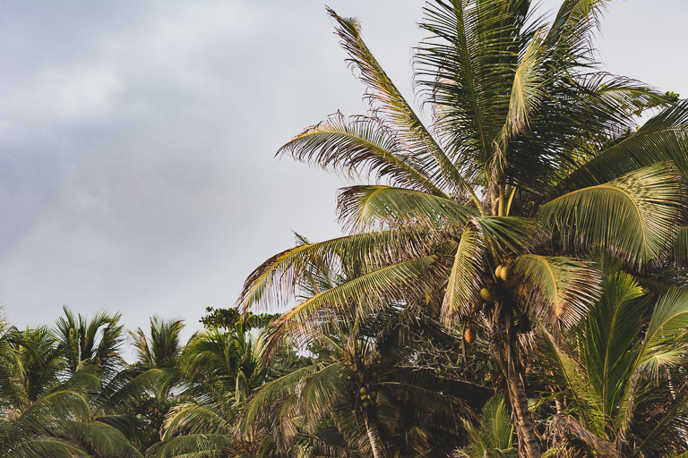 Palmbomen op het strand - Foto - Ronne Vinkx